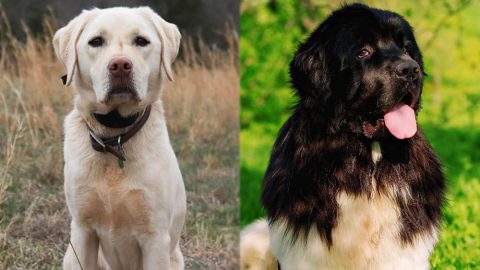 Lab Newfie Mix: Info, Pictures, Care & More – Dogster