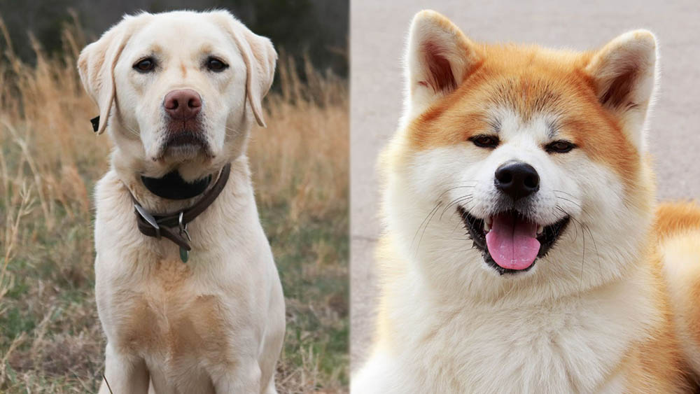 Labrakita (Akita Lab Mix): Info, Pictures, Care Guide & More – Dogster