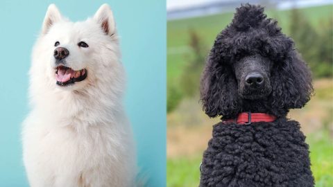 Sammypoo (Samoyed Poodle Mix): Info, Pictures, Care & Traits – Dogster
