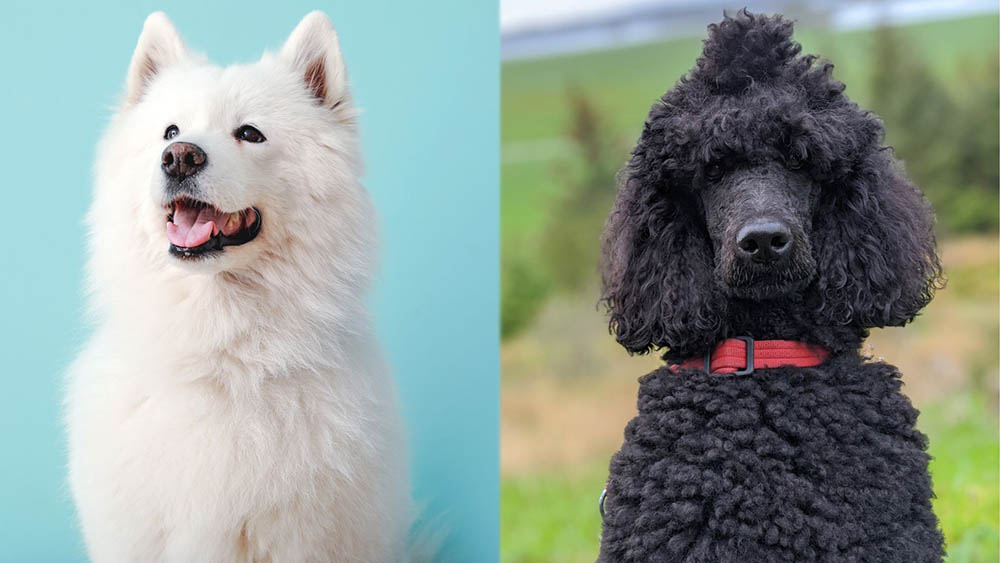 Sammypoo (Samoyed Poodle Mix): Info, Pictures, Care & Traits – Dogster