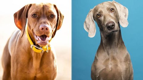 Vizmaraner (Vizsla Weimaraner Mix): Info, Pictures, Care Guide & More ...