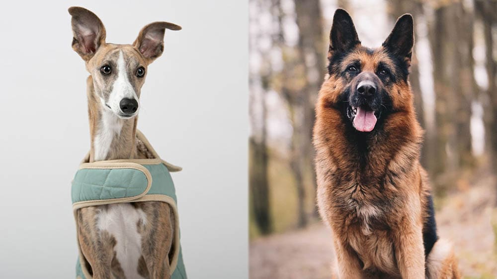 Whippet German Shepherd Mix: Info, Pictures, Care Guide & More – Dogster