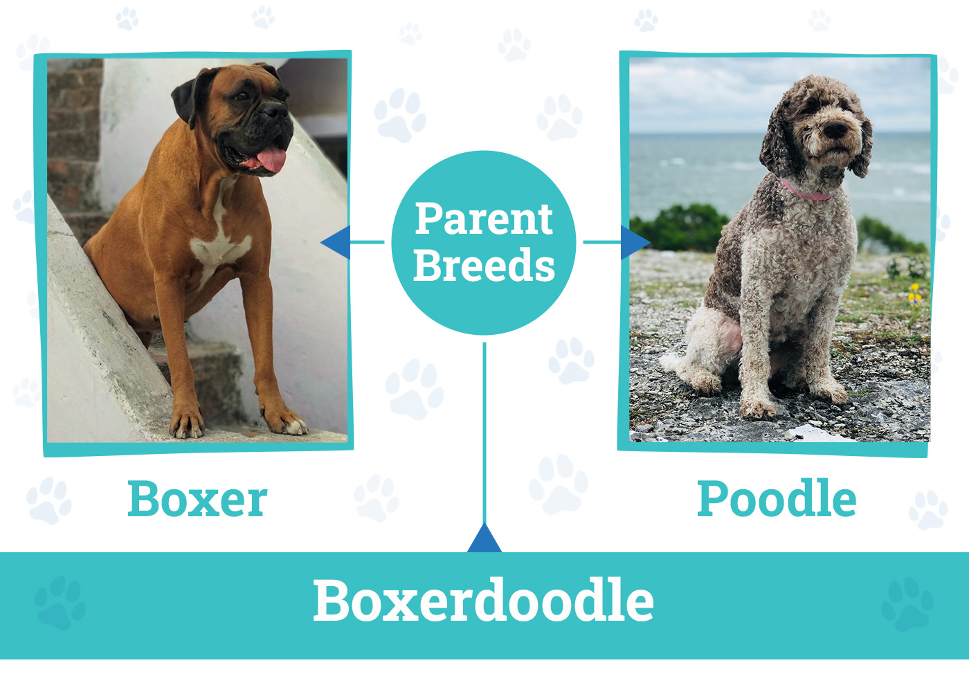 Boxerdoodle Dog Breed: Info, Pictures, Facts, & Traits – Dogster