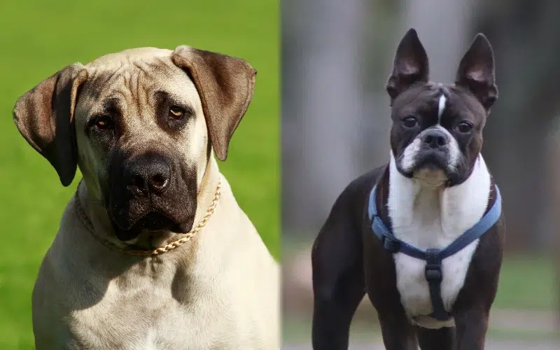 Boston Mastiff (Boston Terrier & Mastiff Mix): Info, Pictures ...