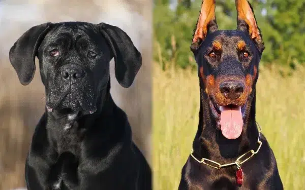 Cane Corso Doberman Mix: Guide, Pictures, Care & More – Dogster