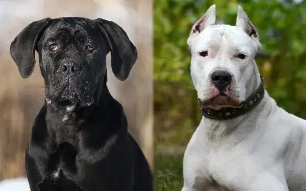 Cane Corso Dogo Argentino Mix: Guide, Pictures, Traits & Care – Dogster