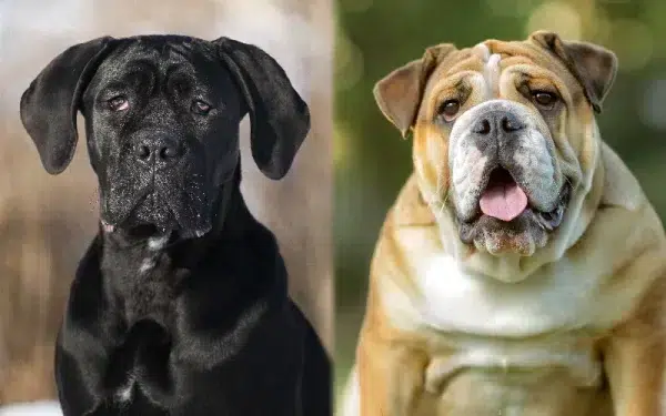 Cane Corso English Bulldog Mix: Info, Pictures, Care & More – Dogster