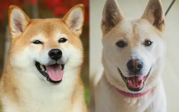 Shiba Jindo Mix: Info, Pictures, Care & More – Dogster