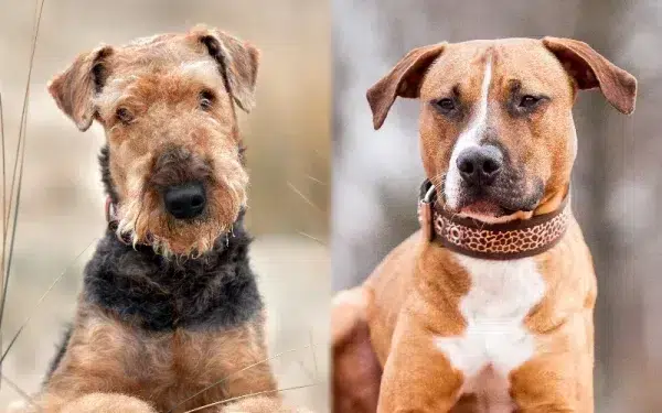 Airedale Pitbull Mix: Care Guide, Pictures, Info & More – Dogster