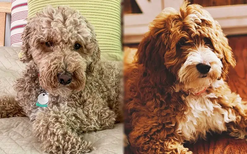 Australian Goldendoodle: Pictures, Guide, Info, & Care – Dogster