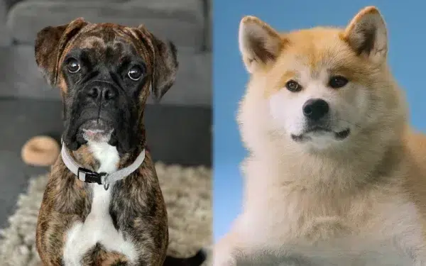 Boxita (Akita Boxer Mix): Pictures, Guide, Info, & Care – Dogster