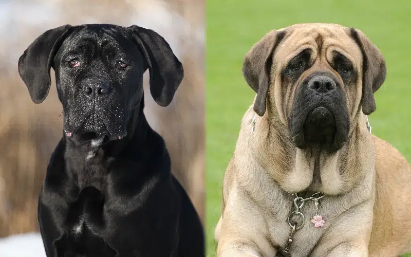 Cane Corso English Mastiff Mix: Info, Pictures, Care & More – Dogster