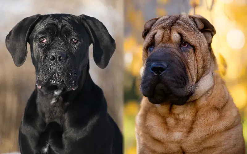 Cane Corso Shar Pei Mix: Info, Pictures, Care, & More – Dogster