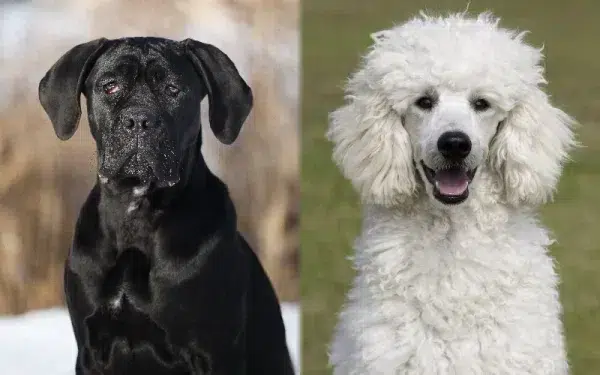 Cane Corso Poodle Mix: Info, Pictures, Traits & More – Dogster