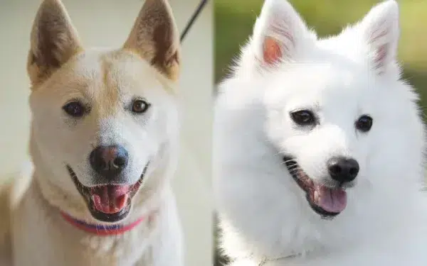 Jindo Spitz Mix: Pictures, Guide, Info, & Care – Dogster