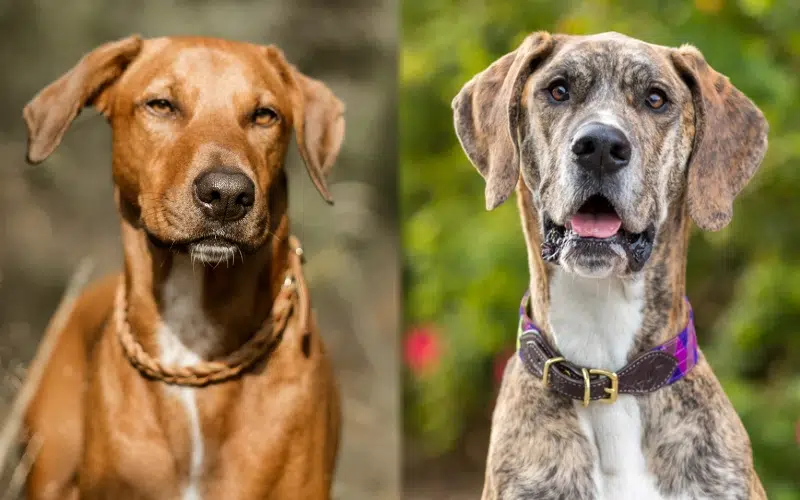 Rhodesian Great Dane Mix: Info, Pictures, Care Guide & Traits – Dogster