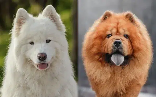 Samoyed Chow Chow Mix: Info, Pictures, Care & More – Dogster