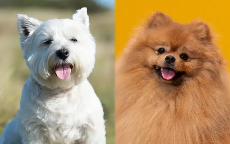 Weeranian (Westie & Pomeranian Mix): Info, Pictures, Care & More – Dogster