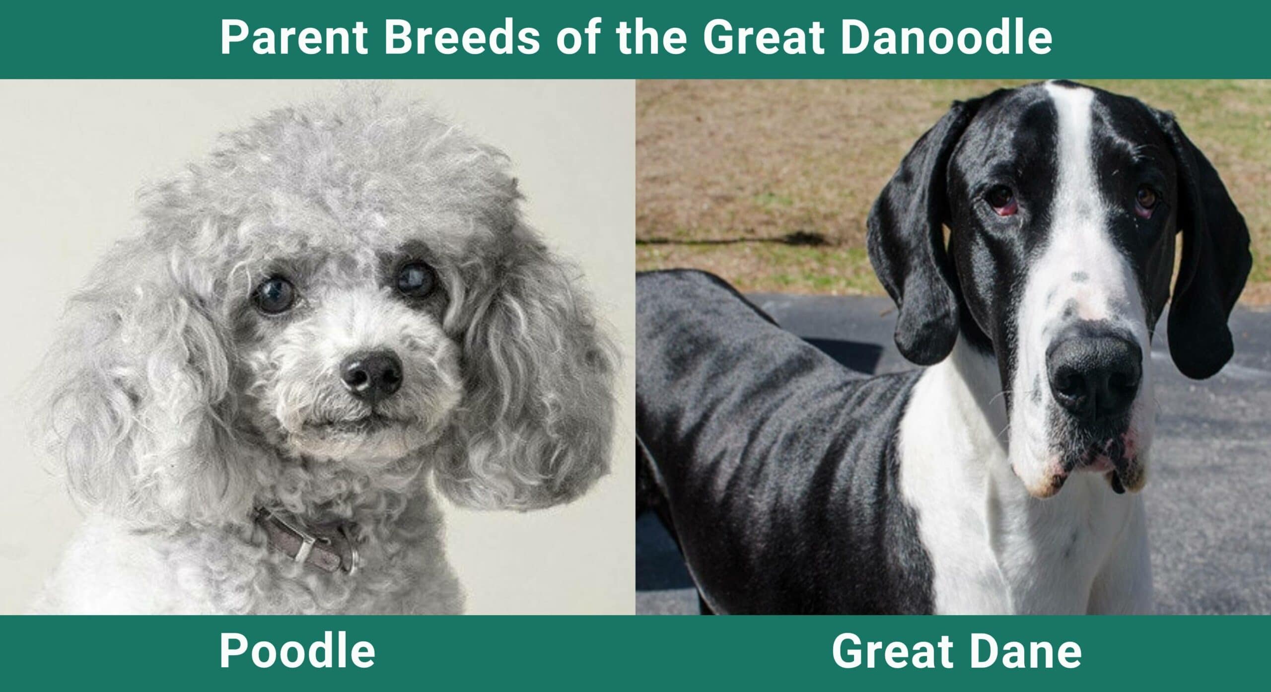 Great Danoodle (Poodle & Great Dane Mix): Info, Pictures, Care & More ...