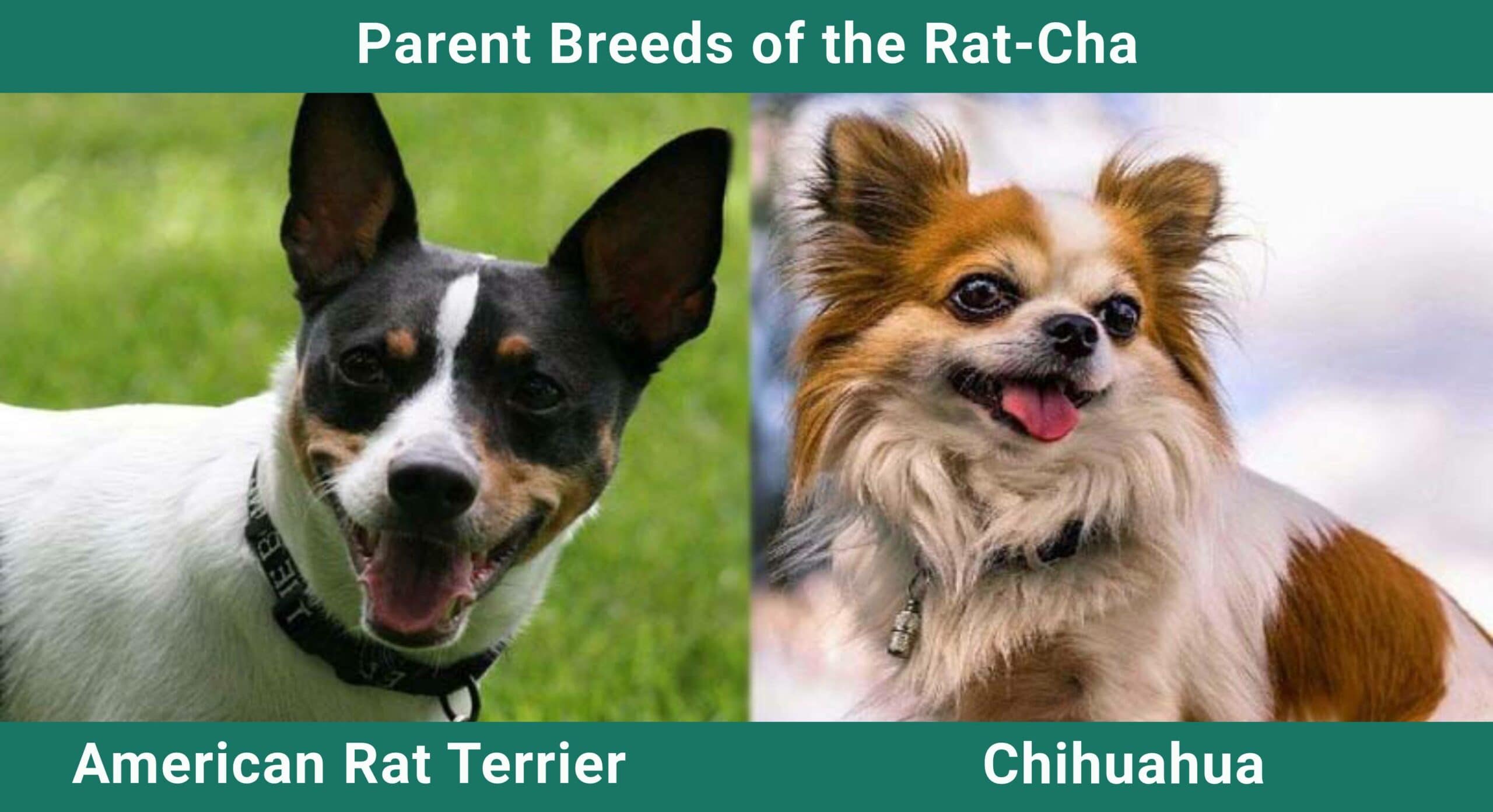 Rat-Cha Dog Breed: Info, Pictures, Temperament & Care Guide – Dogster