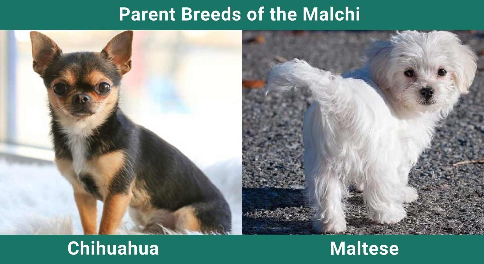 Malchi (Chihuahua & Maltese Mix): Info, Pictures, Care & More! – Dogster