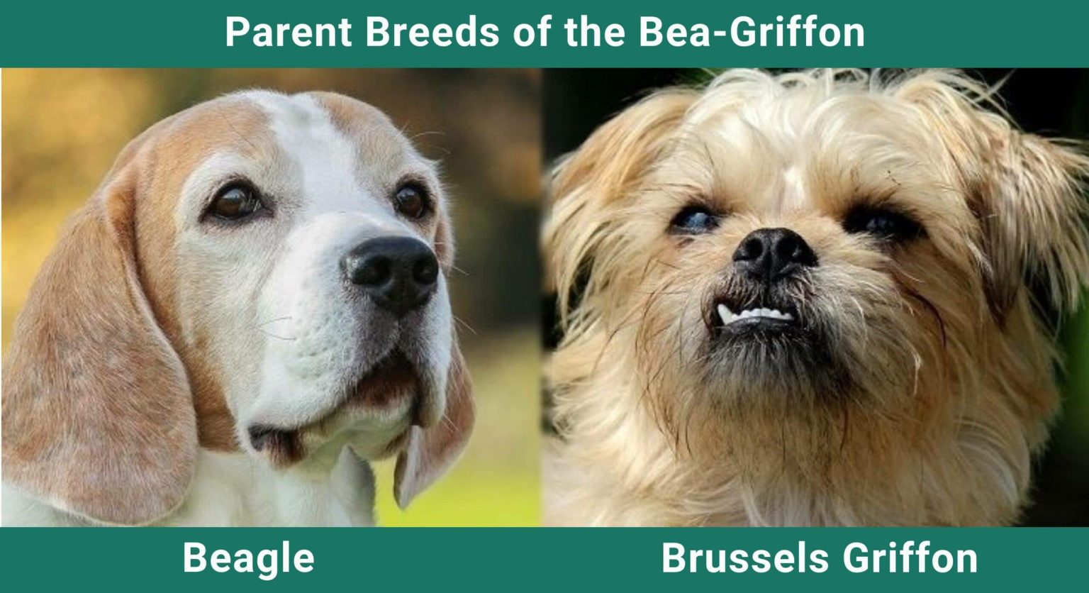 Bea Griffon (Brussels Griffon & Beagle Mix): Pictures, Traits, Info ...