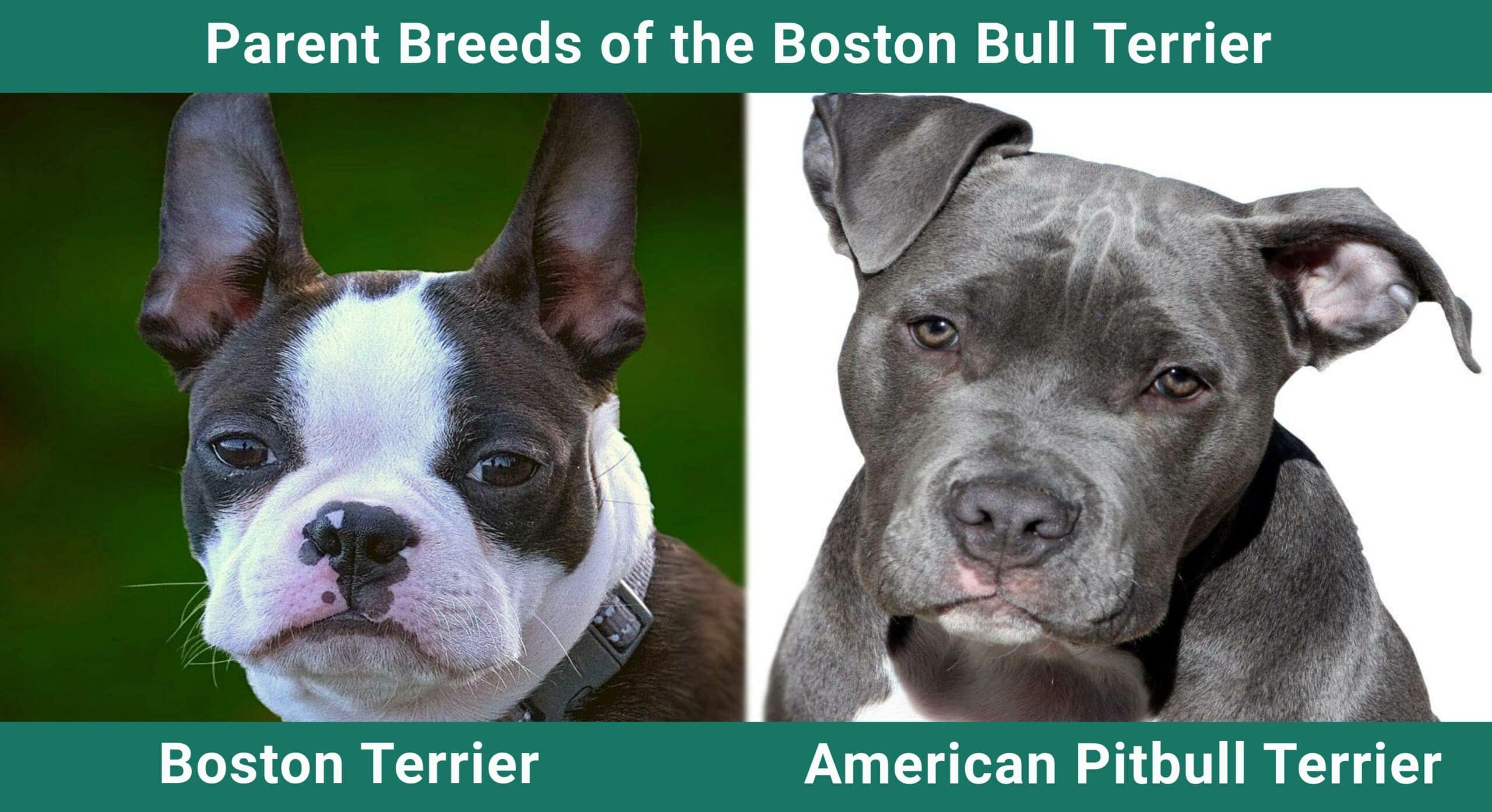 Boston Bull Terrier Dog Breed: Info, Pictures & Care Guide – Dogster