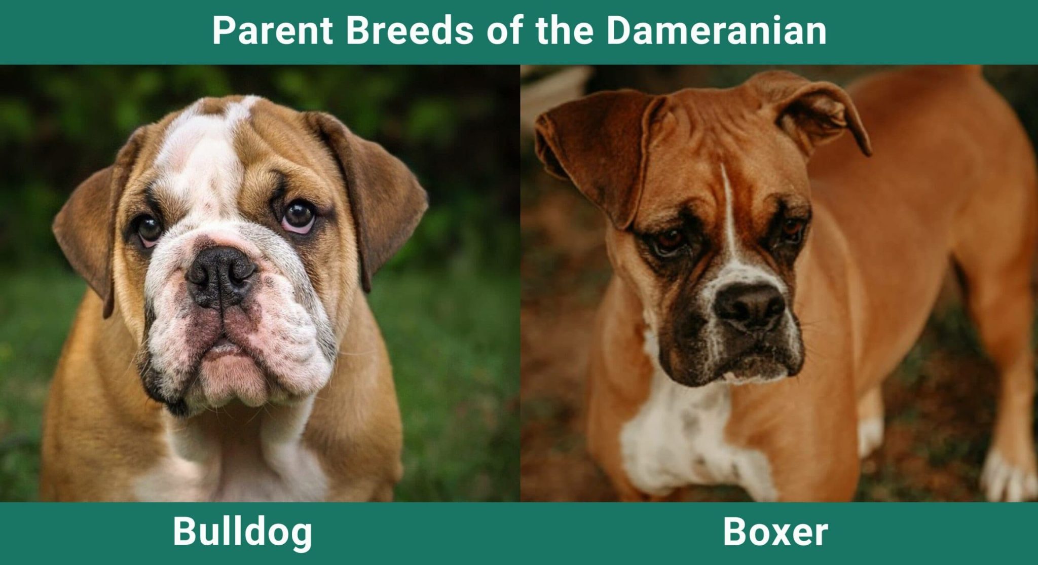 Bull Boxer (Bulldog & Boxer Mix): Info, Pictures, Facts, Care & More ...