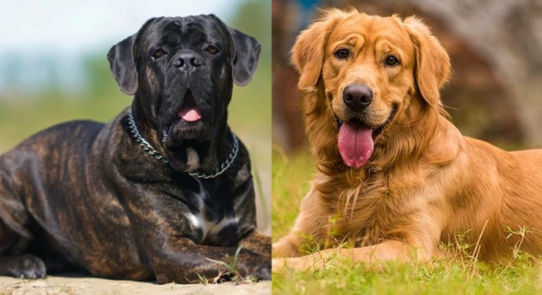 Cane Corso Golden Retriever Mix: Info, Pictures, Care & More – Dogster