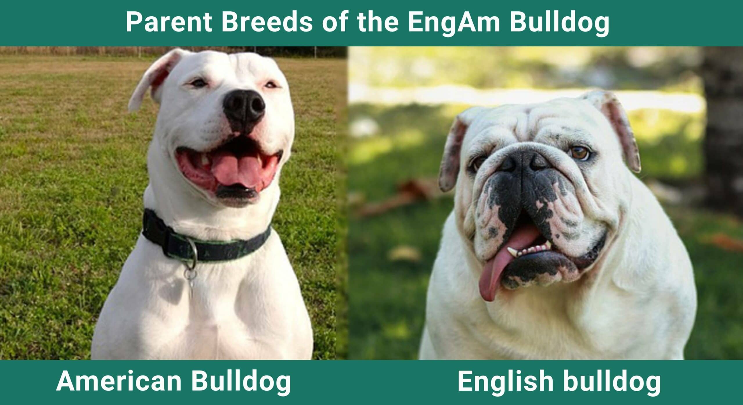 EngAm Bulldog Dog Breed: Info, Pictures, Care & More – Dogster
