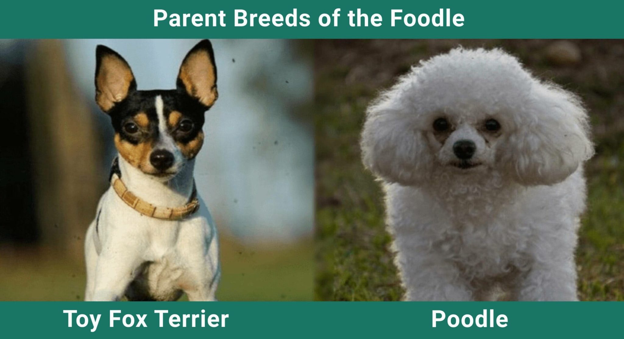 Foodle (Poodle & Toy Fox Terrier Mix): Info, Pictures, Care & More ...
