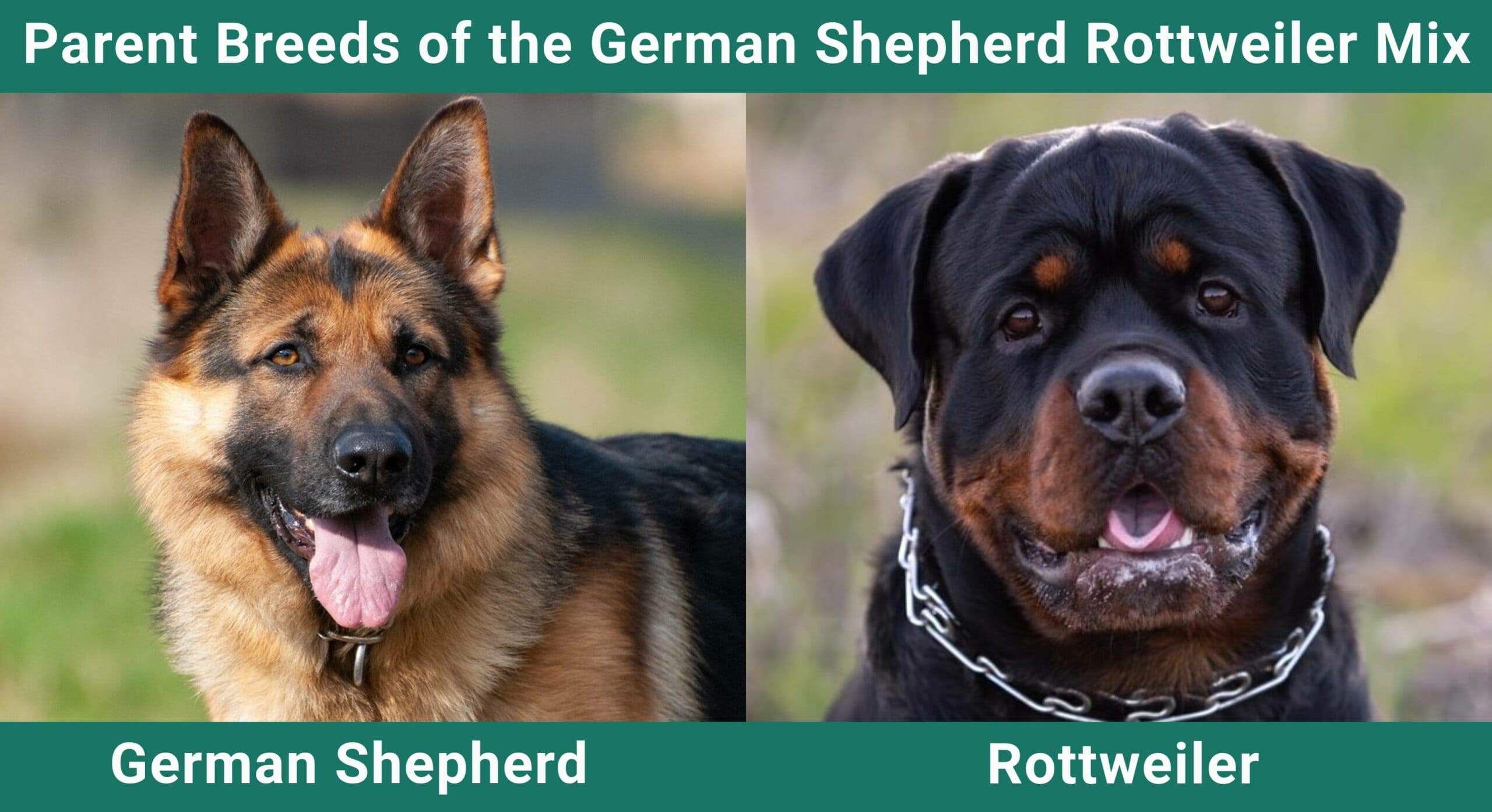 Rottweiler Vs German Shepherd Comparison