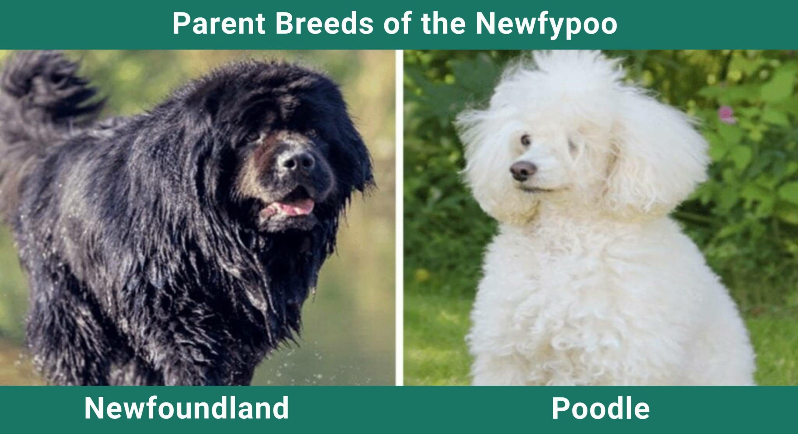 Newfypoo (Newfoundland & Poodle Mix): Info, Pictures, Care & More – Dogster