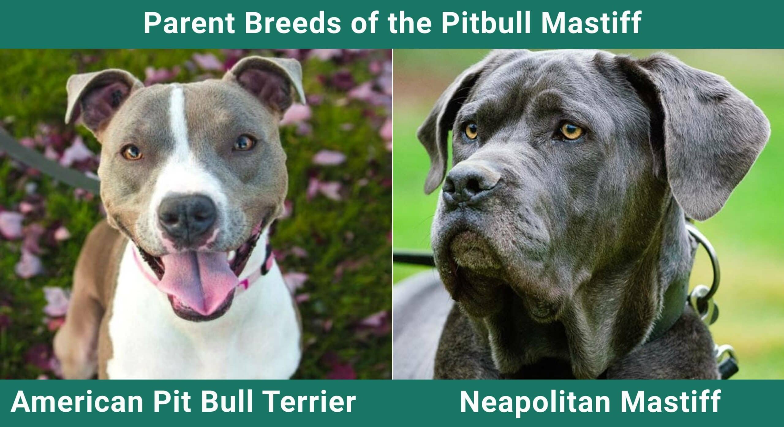Son Bullmastiffs Pitbulls