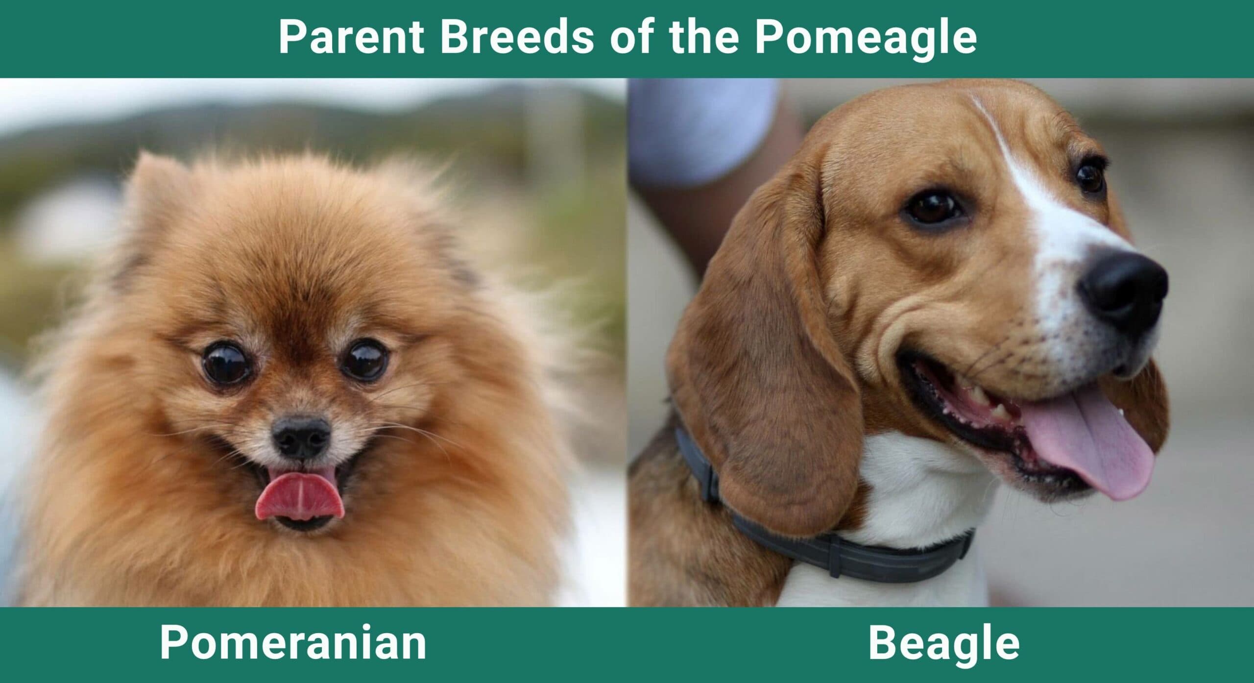 Pomeagle Dog Breed Guide: Info, Pictures & Care Guide – Dogster