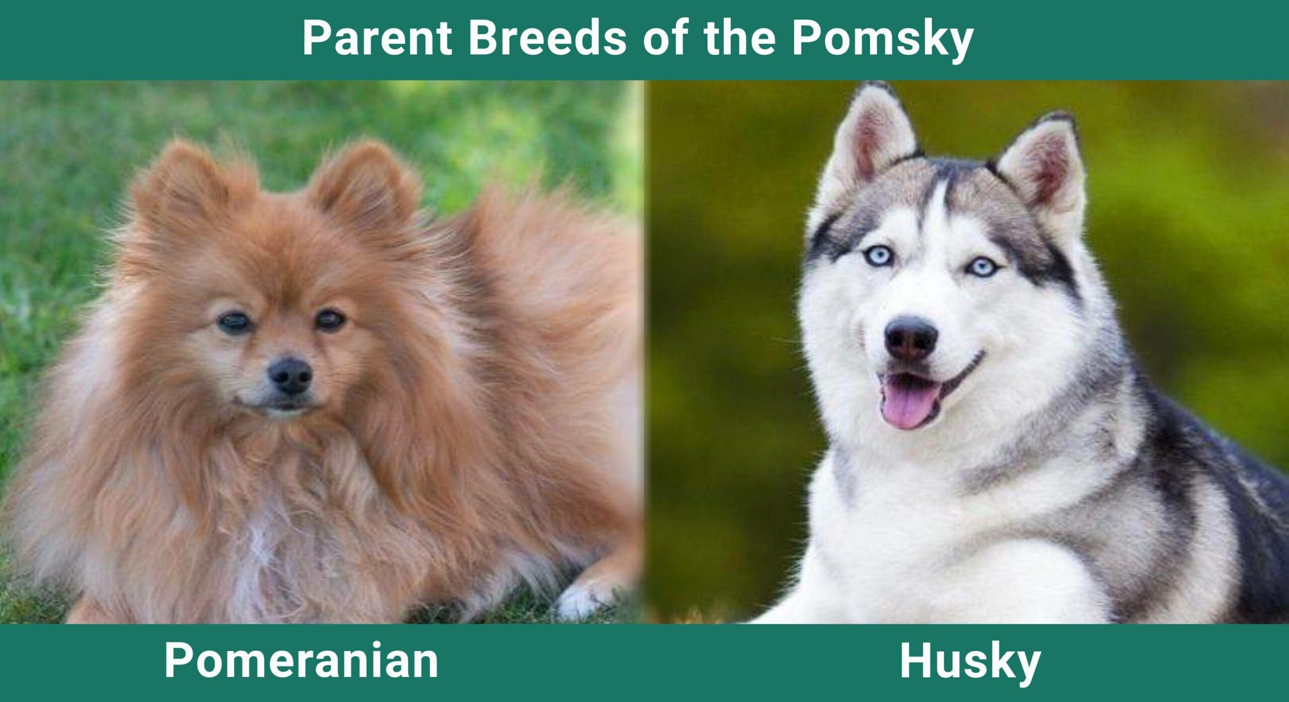 Pomsky (Pomeranian & Husky Mix) Dog Breed: Info, Pictures, Care ...