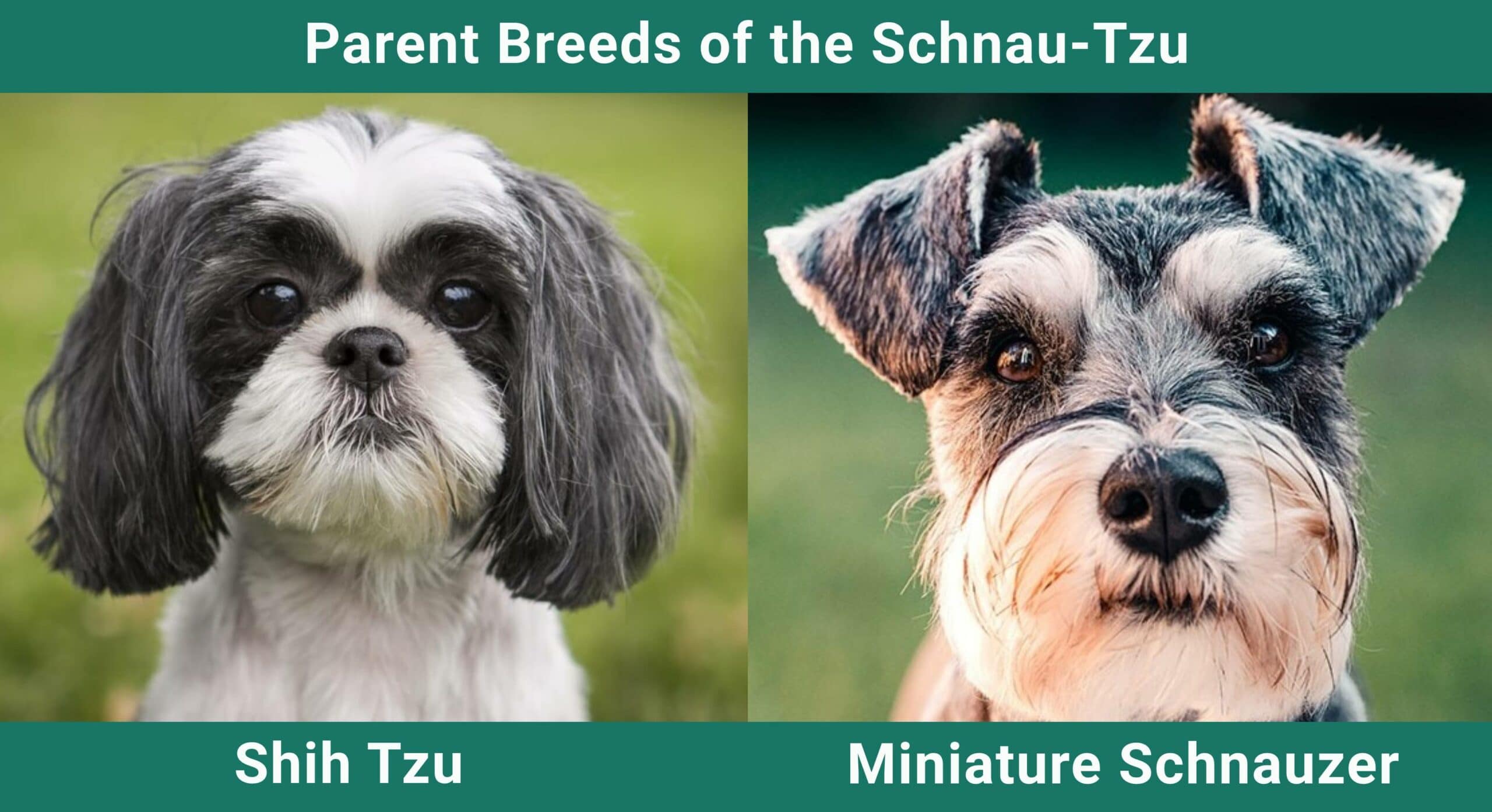 Schnau-Tzu (Miniature Schnauzer & Shih Tzu Mix): Info, Pictures & Care ...