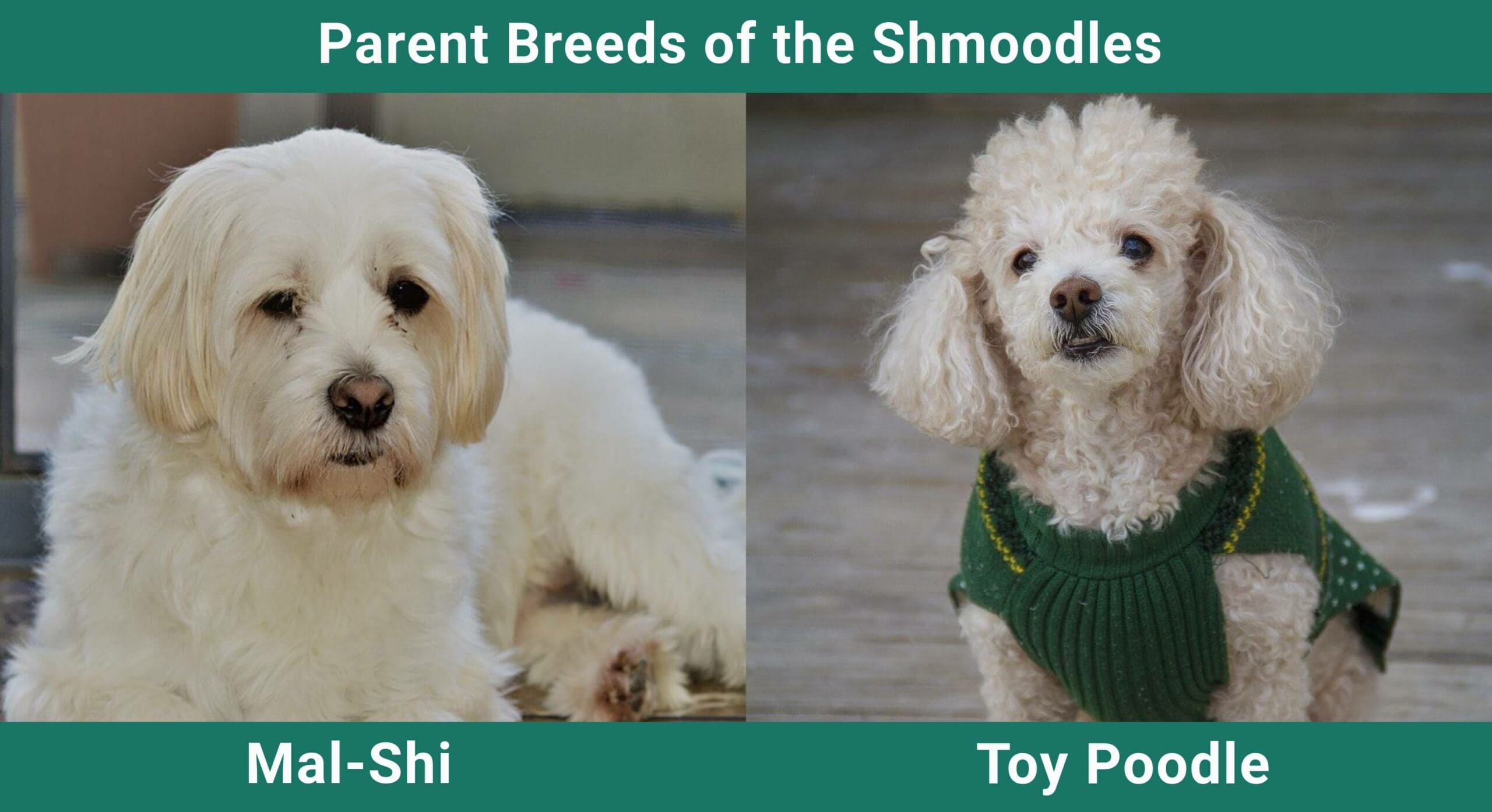 Shmoodle (Mal-Shi & Toy Poodle Mix) Dog Breed: Info, Pictures, Care ...