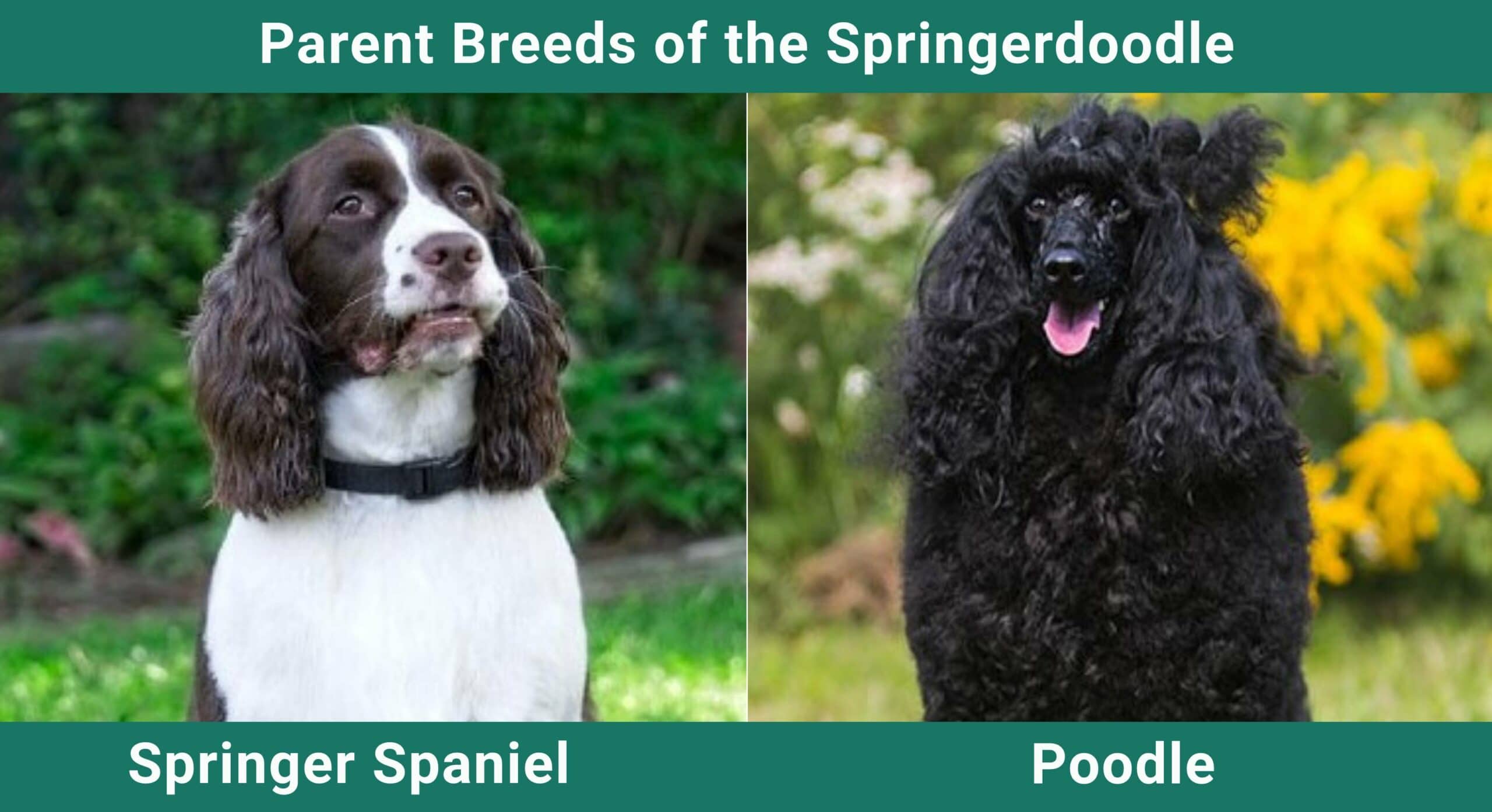Springerdoodle Dog Breed: Info, Pictures, Care & More – Dogster