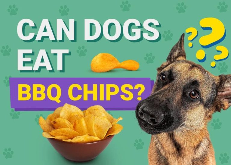 Can Dogs Eat BBQ Chips? Vet-Approved Facts & FAQ – Dogster
