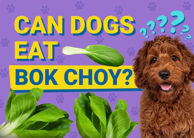 Can Dogs Eat Bok Choy? Vet Approved Facts & FAQ – Dogster