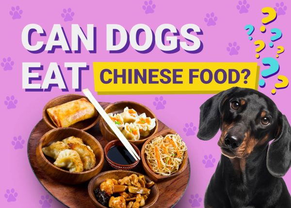 Can Dogs Eat Chinese Food? Vet-Reviewed Facts & FAQ – Dogster