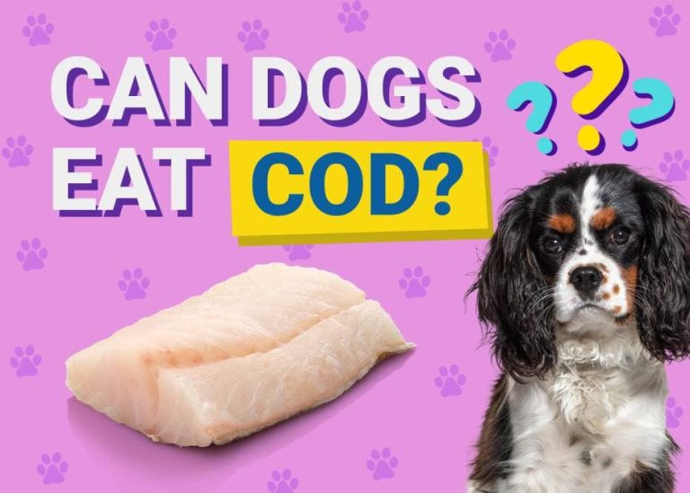Can Dogs Eat Cod? Vet-Approved Facts & FAQ – Dogster