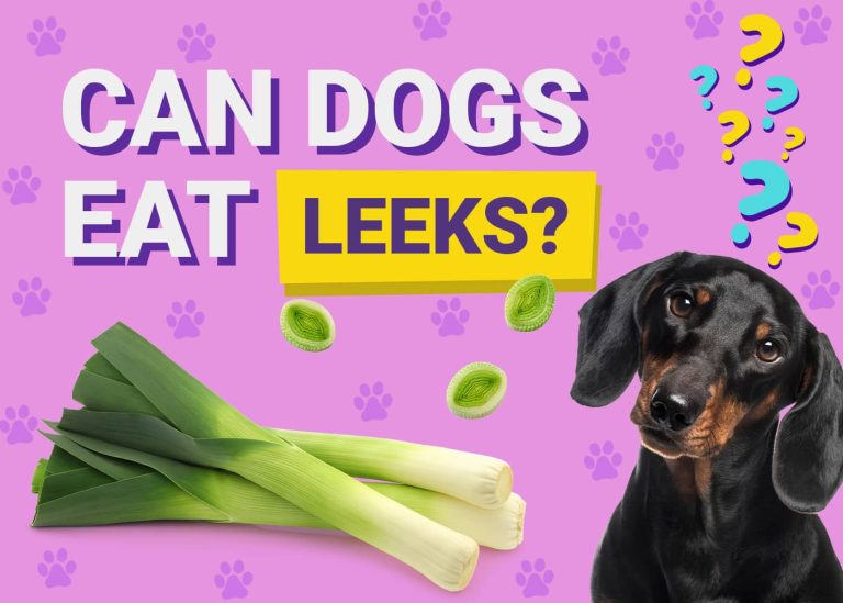 Can Dogs Eat Leeks? Find Out How Safe They Are! – Dogster