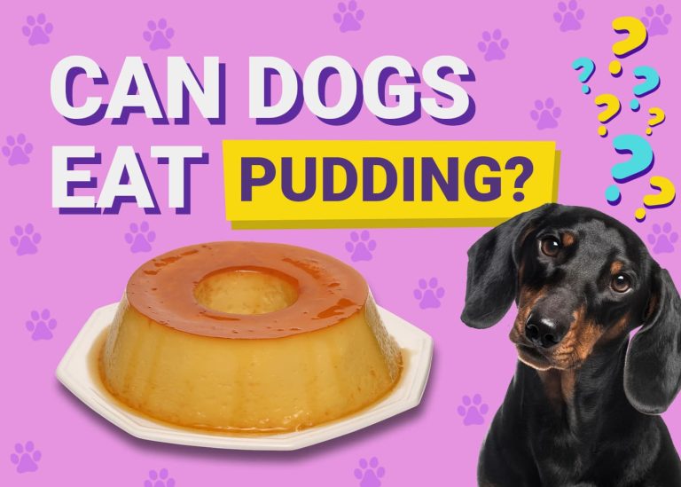 Can Dogs Have Matcha? Vet-Verified Dangers & FAQ – Dogster