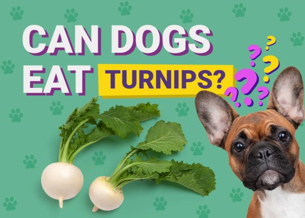 Can Dogs Eat Turnips? Vet-Reviewed Facts & Safety Guide – Dogster