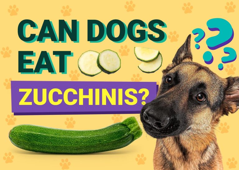 Can Dogs Eat Zucchinis? Vet-Verified Info, Benefits & Risks – Dogster