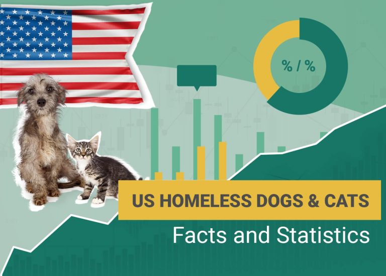 How Many Homeless Dogs & Cats Are There in the U.S.? 2026 Statistics ...