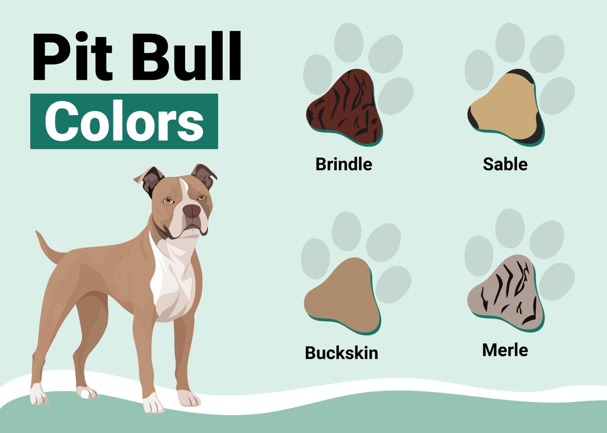 14 Amazing Pit Bull Colors & Patterns (With Pictures) – Dogster