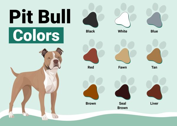 16 Amazing Pit Bull Colors & Patterns (With Pictures) – Dogster
